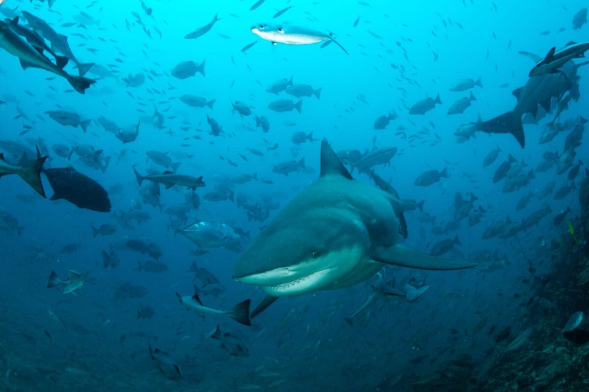 The Best Powerheads for Spearfishing in 2023